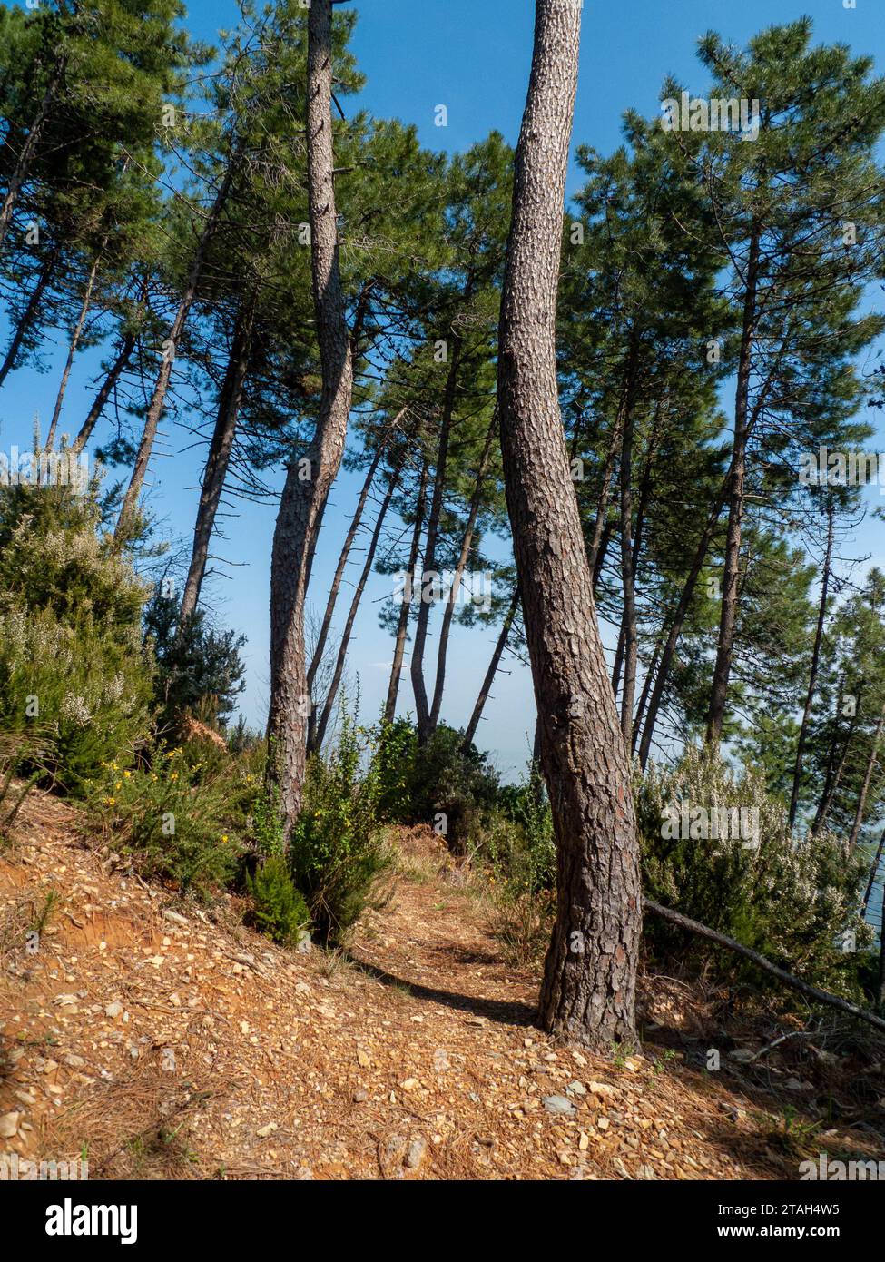 Alberi boschivi illuminati dal sole sul pendio collinare immagini e ...