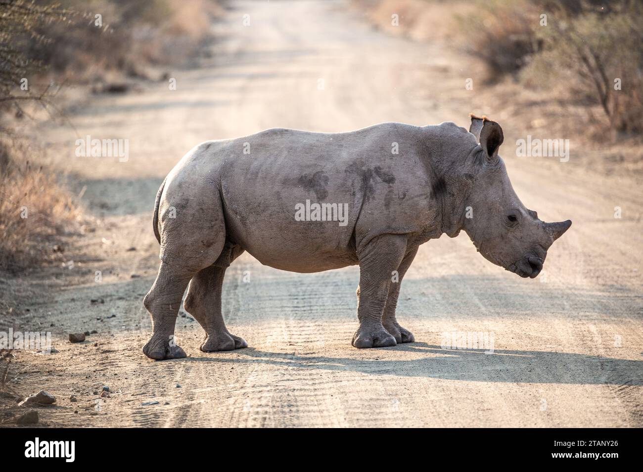 Fauna selvatica africana immagini e fotografie stock ad alta ...