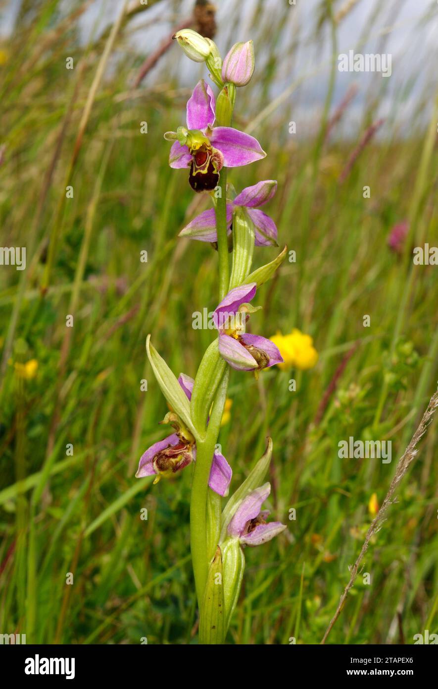 Ape orchidea ophrys apifera wildflower immagini e fotografie stock ad ...