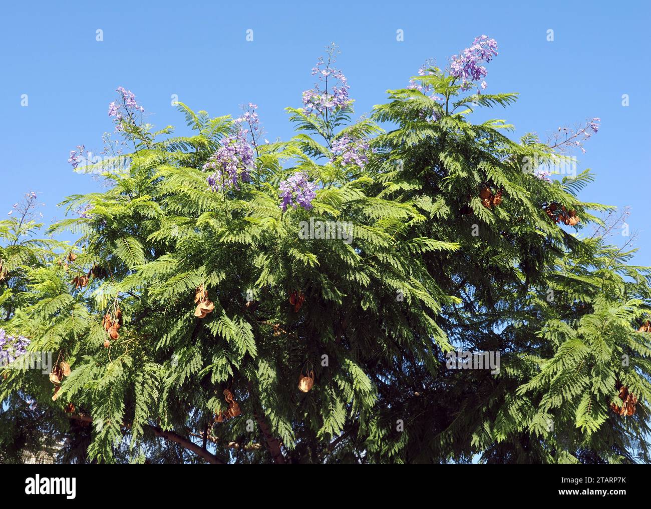 Albero di jacaranda italiano immagini e fotografie stock ad alta ...