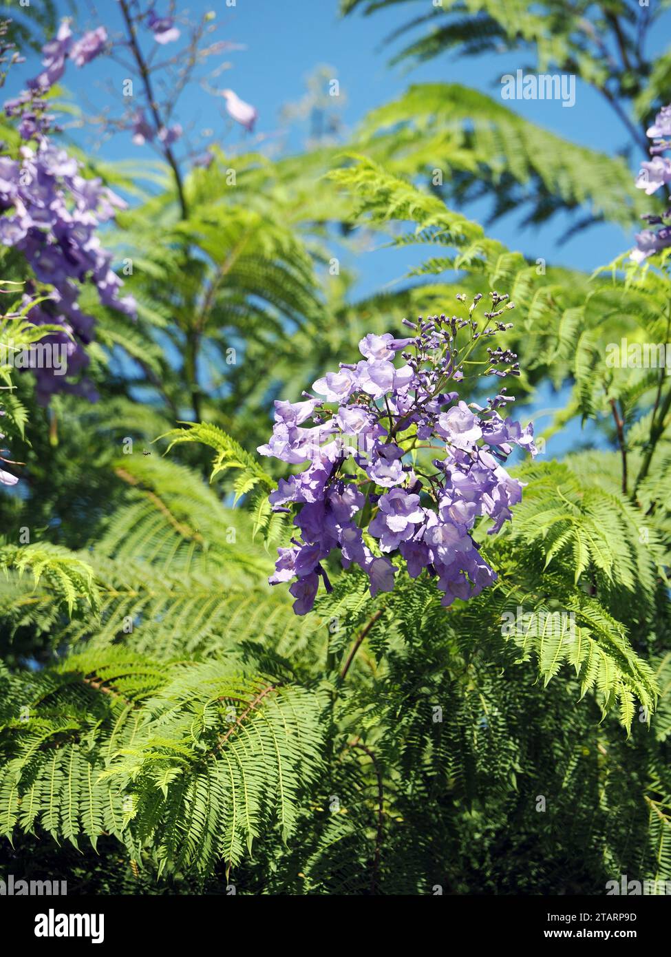 Albero di jacaranda italiano immagini e fotografie stock ad alta ...
