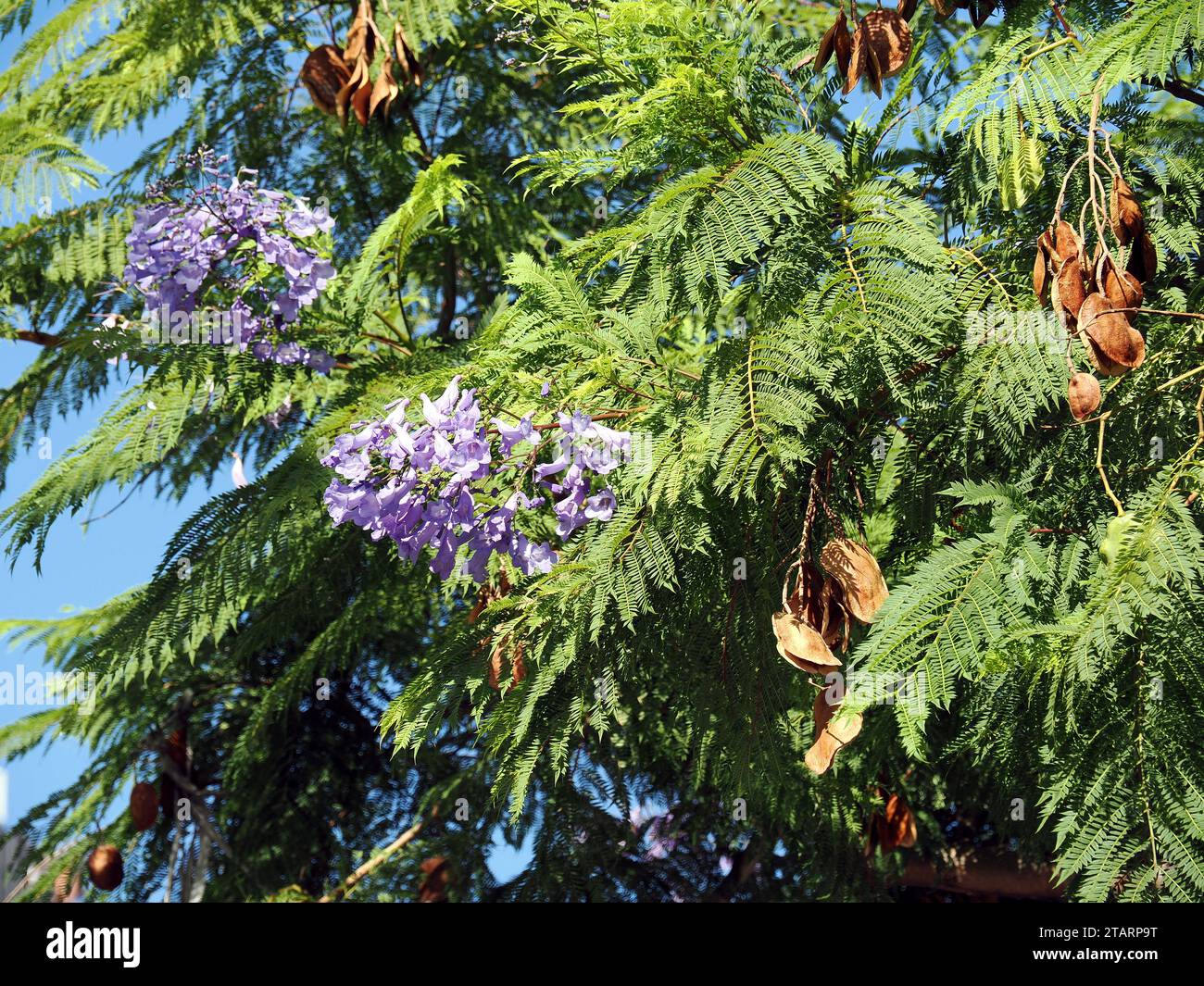 Albero di jacaranda italiano immagini e fotografie stock ad alta ...