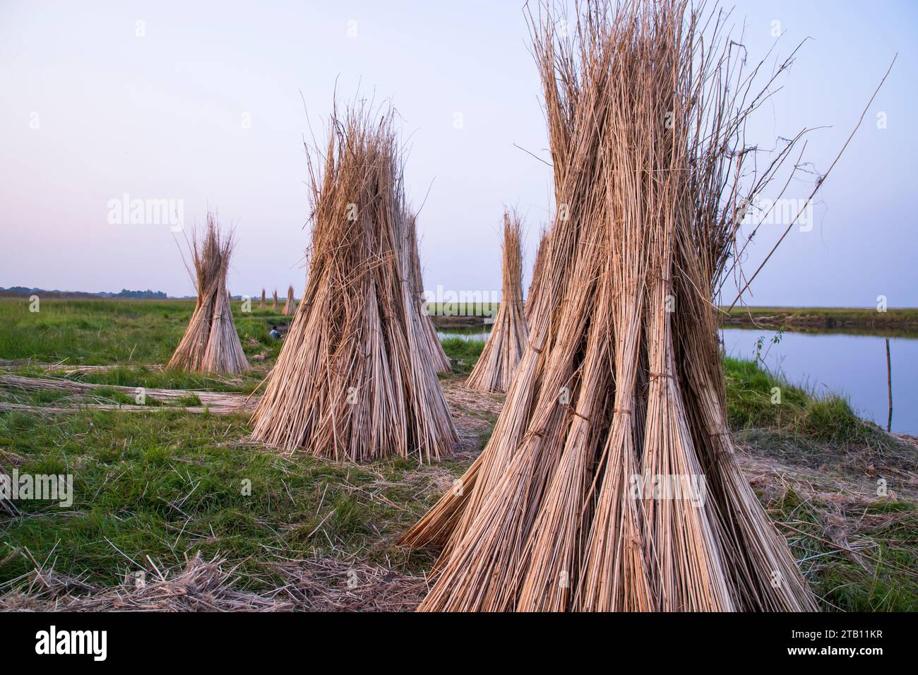 Molti bastoncini di iuta sono impilati per essiccare il sole in un ...