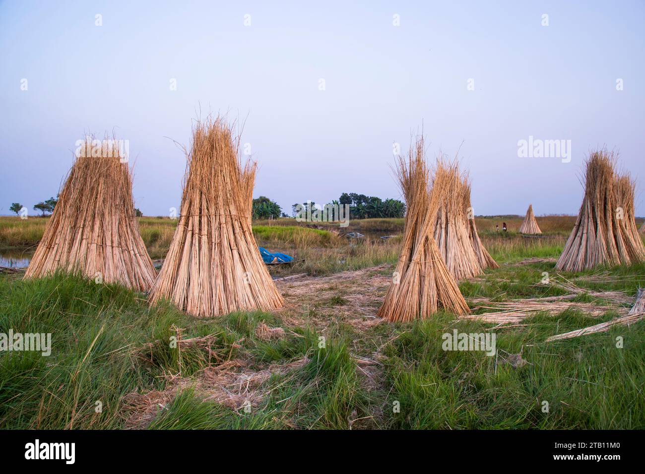 Molti bastoncini di iuta sono impilati per essiccare il sole in un ...