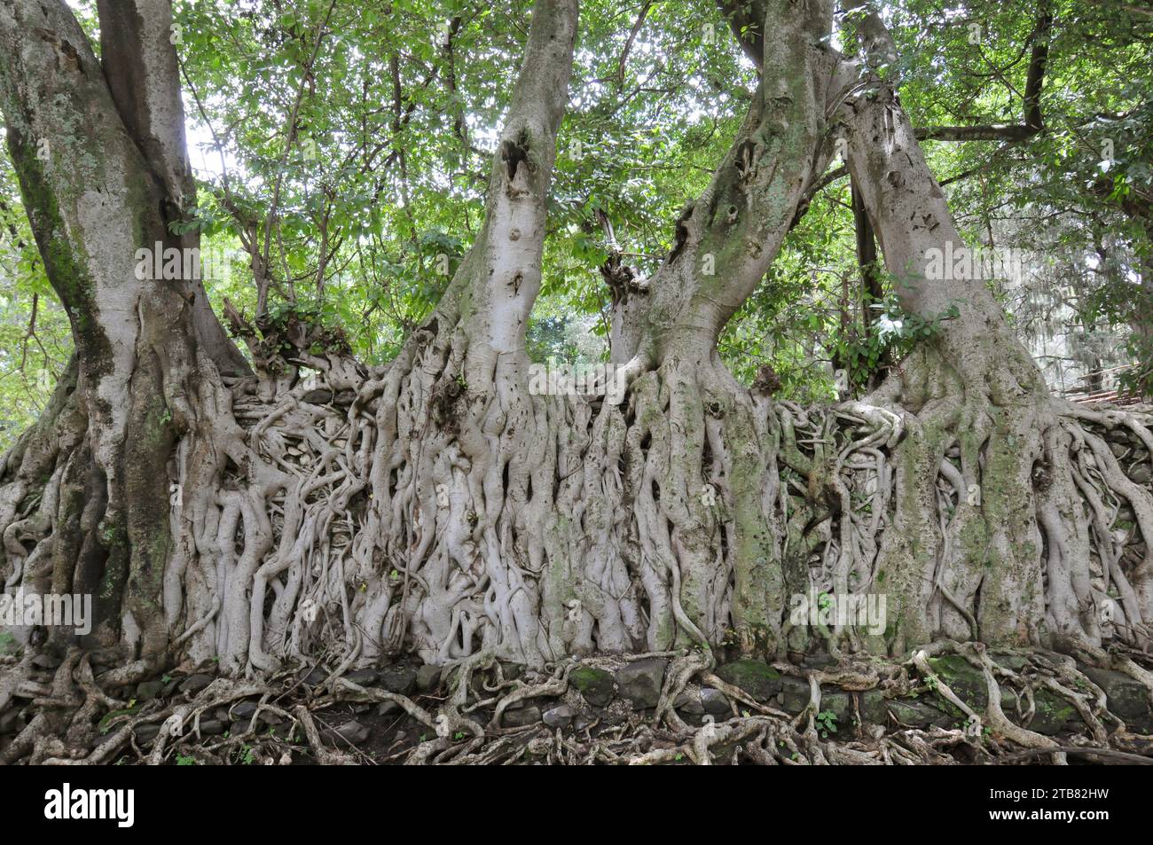 Warka (Ficus vasta o Ficus socotrana) è un albero epifitico originario ...