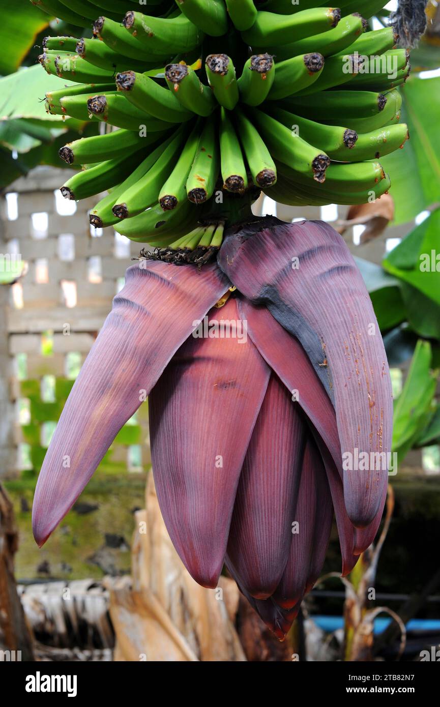 Musa acuminata x musa balbisiana immagini e fotografie stock ad alta ...