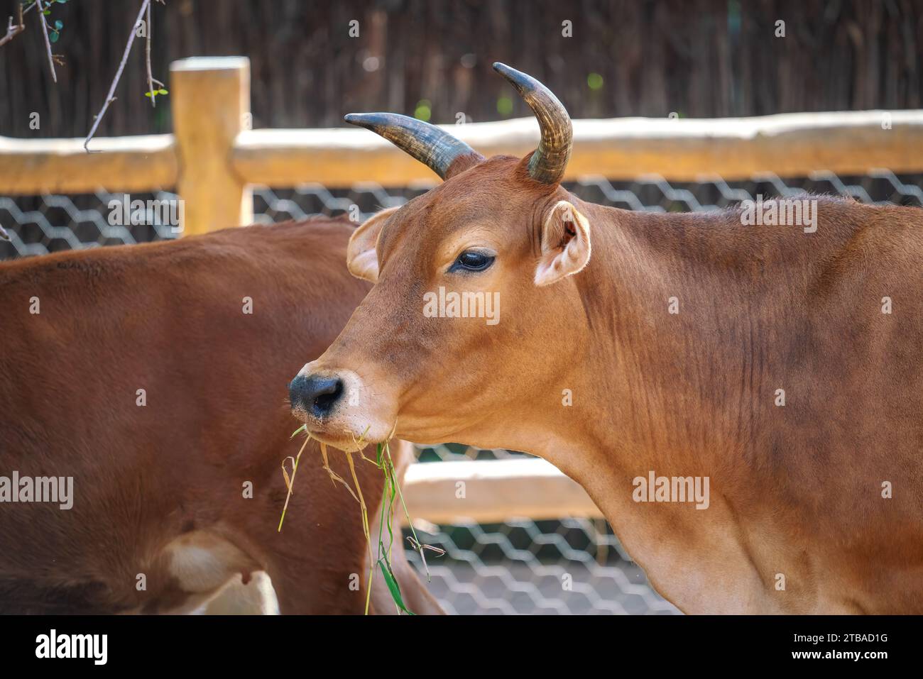 Bos taurus indicus immagini e fotografie stock ad alta risoluzione - Alamy