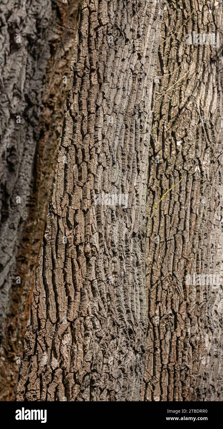 Seamless tileable wood texture immagini e fotografie stock ad alta ...