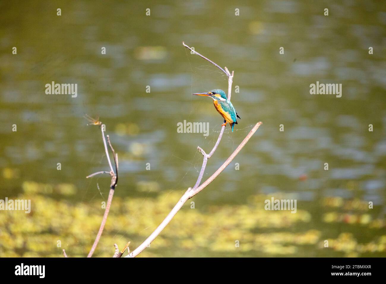 Bangladeshi birds immagini e fotografie stock ad alta risoluzione - Alamy