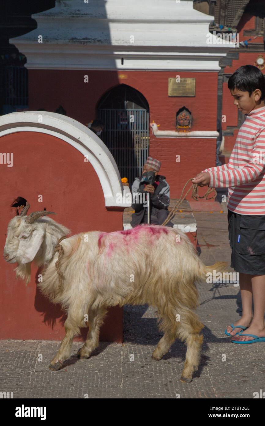 Capra sacrificale immagini e fotografie stock ad alta risoluzione - Alamy