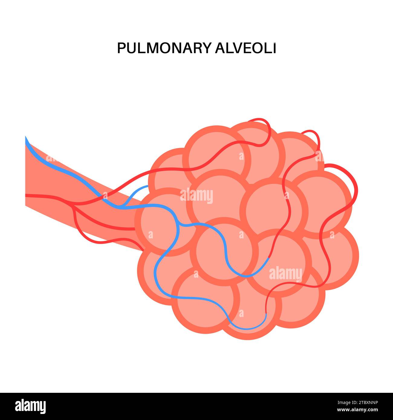 Alveoli polmonari disegno immagini e fotografie stock ad alta ...