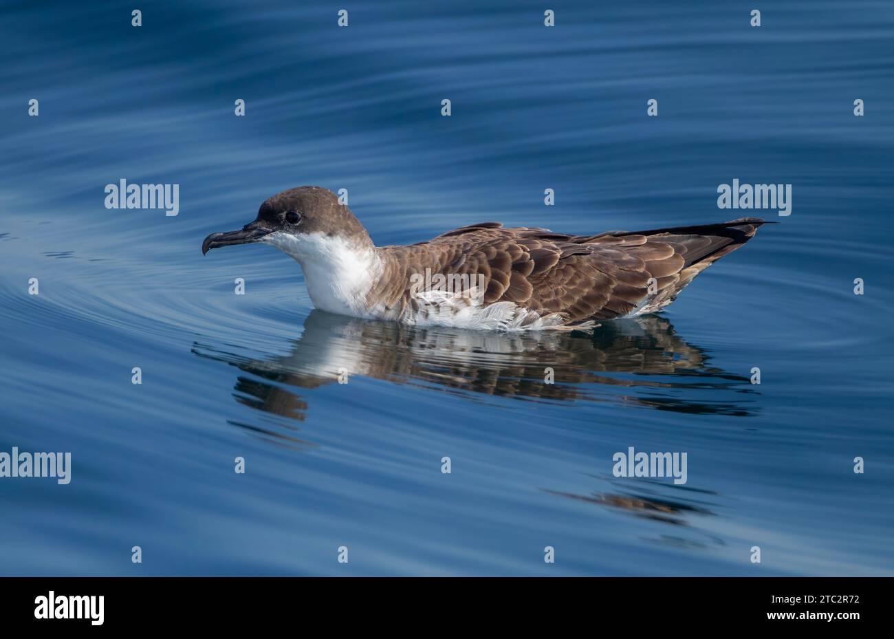 Greater shearwater immagini e fotografie stock ad alta risoluzione - Alamy