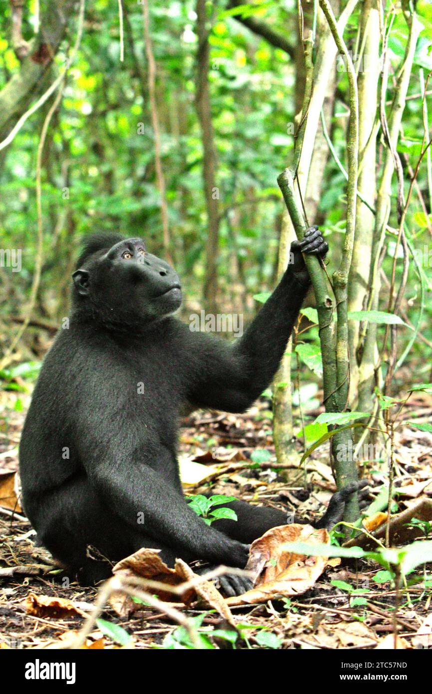 Ritratto di un macaco crestato (Macaca nigra) nella riserva naturale di ...