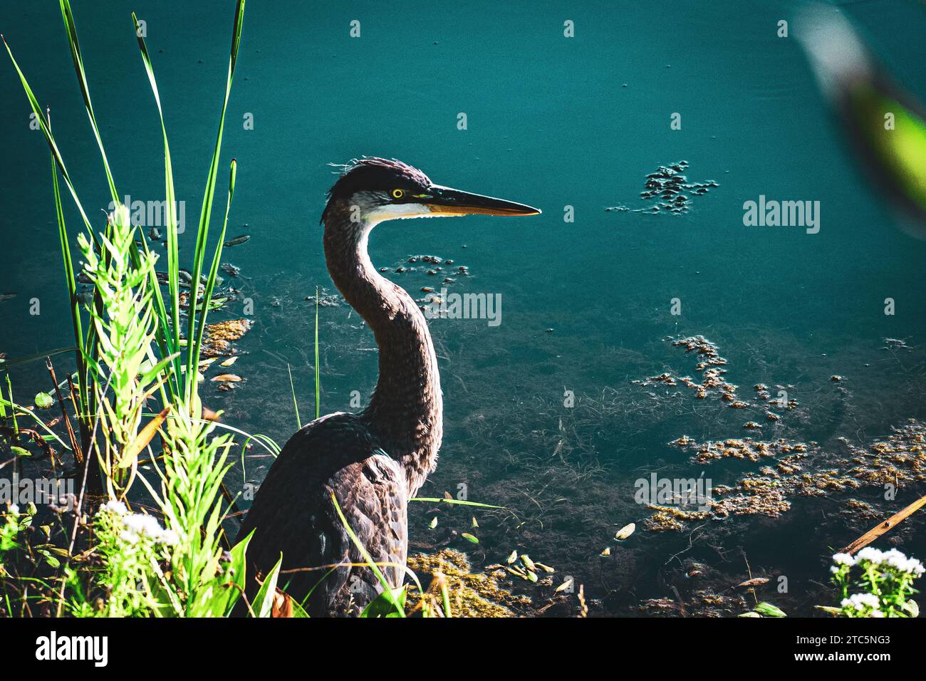 Bird profiles immagini e fotografie stock ad alta risoluzione - Alamy