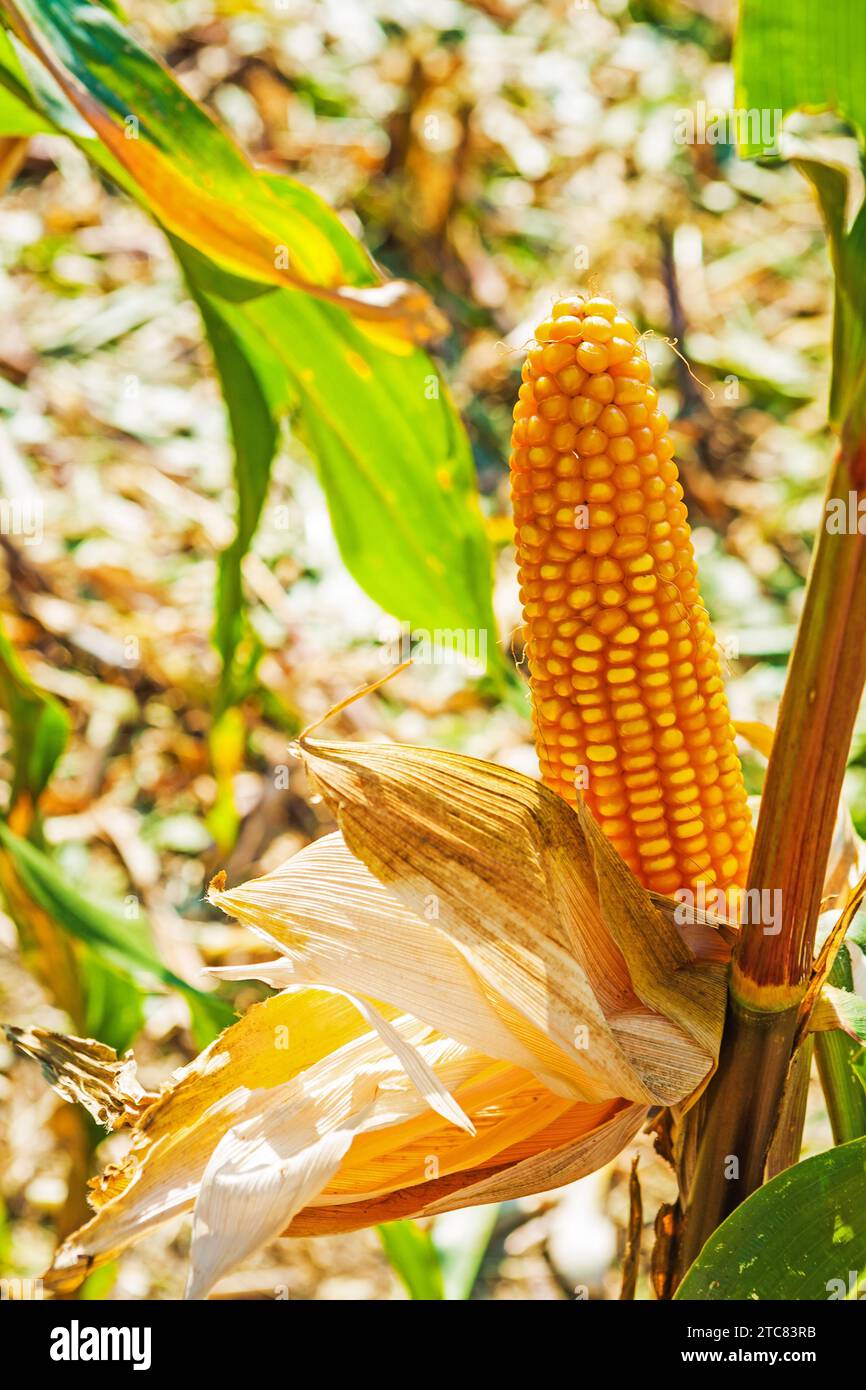 Costruzione di mais sulla pannocchia immagini e fotografie stock ad ...