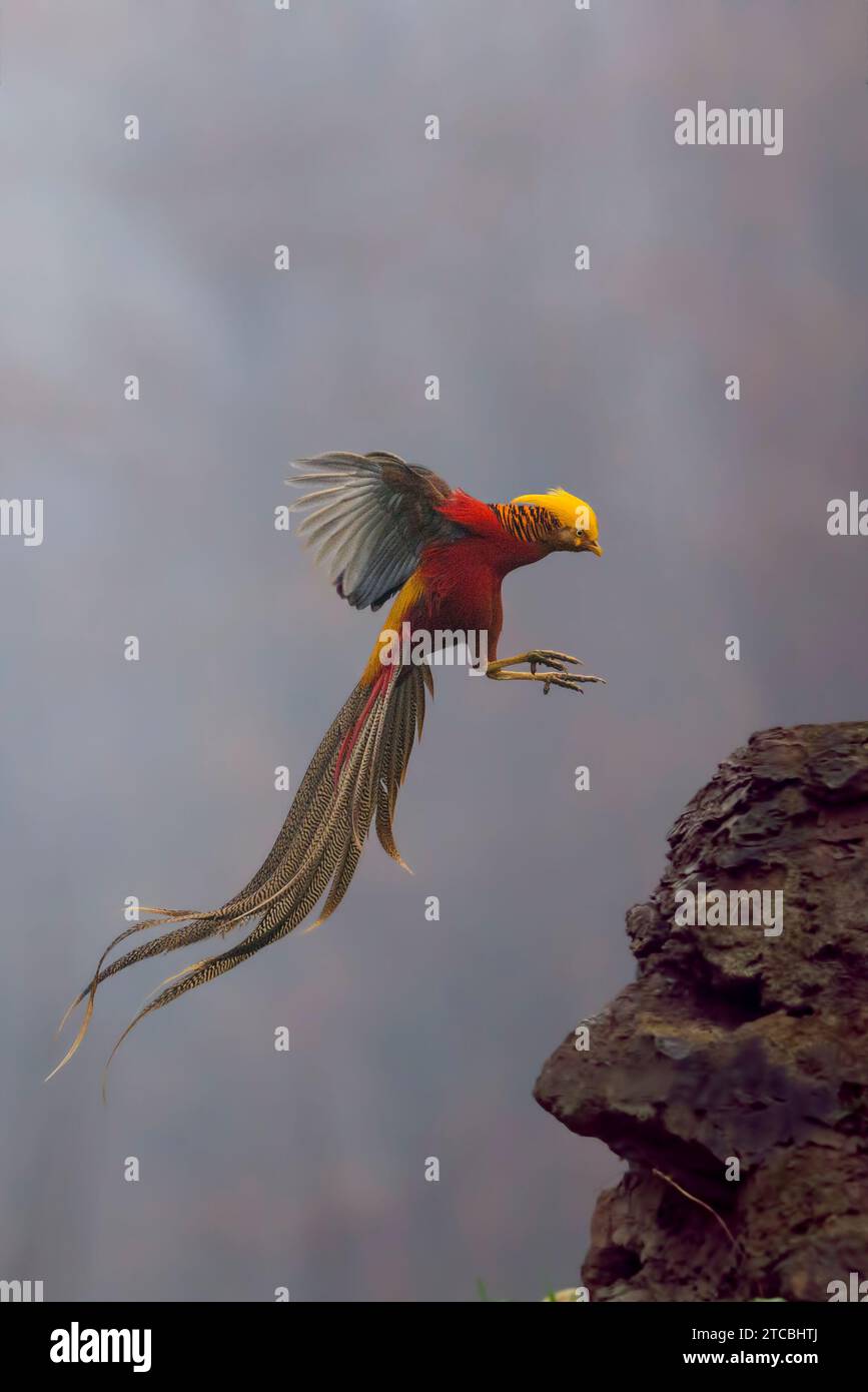 Fagiano dorato fagiano cinese chrysolophus pictus immagini e fotografie ...