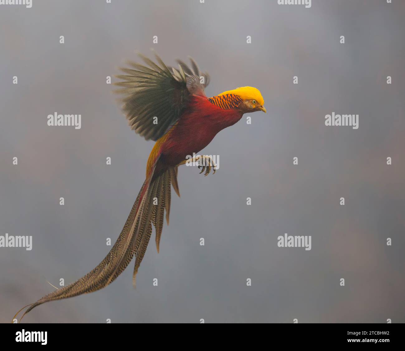 Fagiano dorato fagiano cinese chrysolophus pictus immagini e fotografie ...