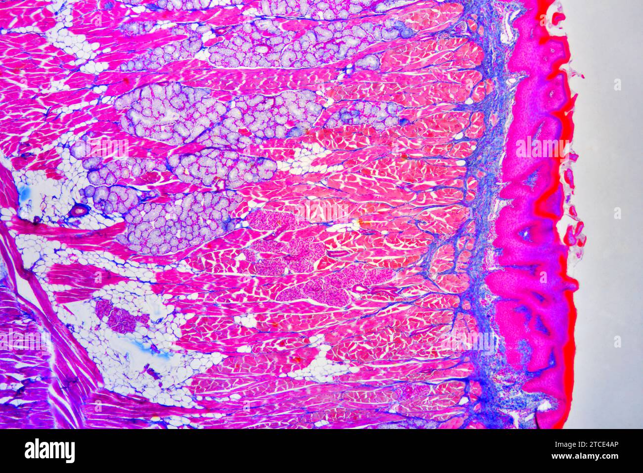 Lingual papillae immagini e fotografie stock ad alta risoluzione - Alamy