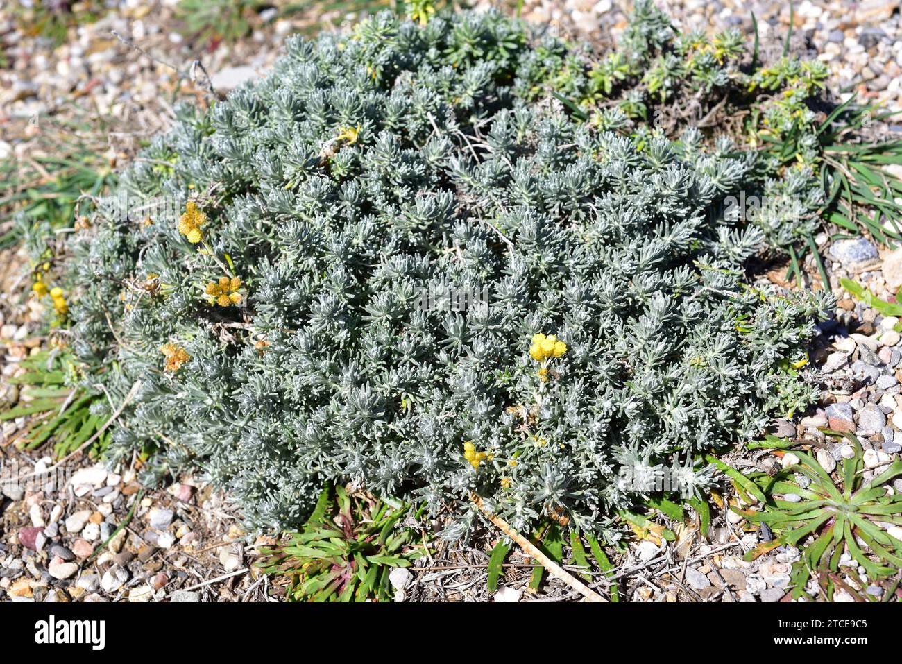 La pianta di curry o la fragola italiana (Helichrysum italicum) è una ...