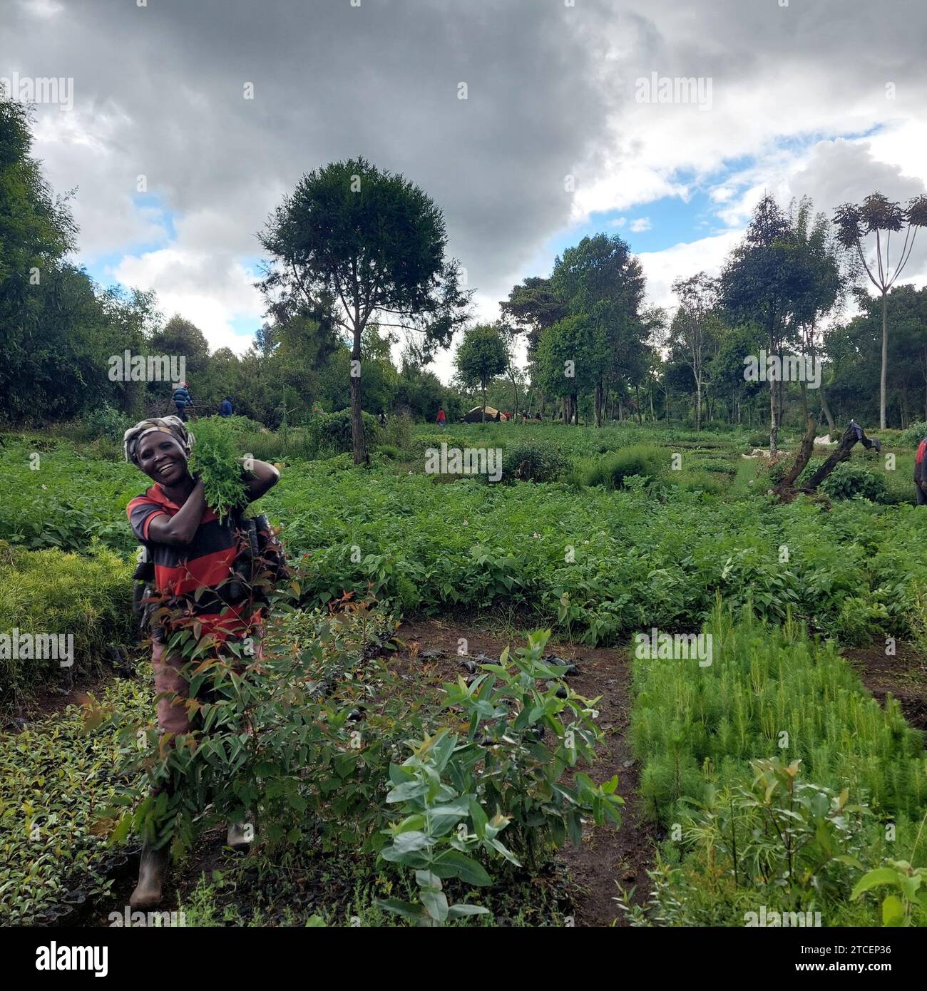 Frederic forestier immagini e fotografie stock ad alta risoluzione - Alamy