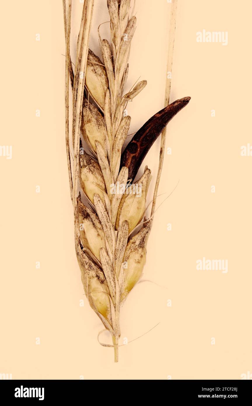 Claviceps purpurea ergot immagini e fotografie stock ad alta ...