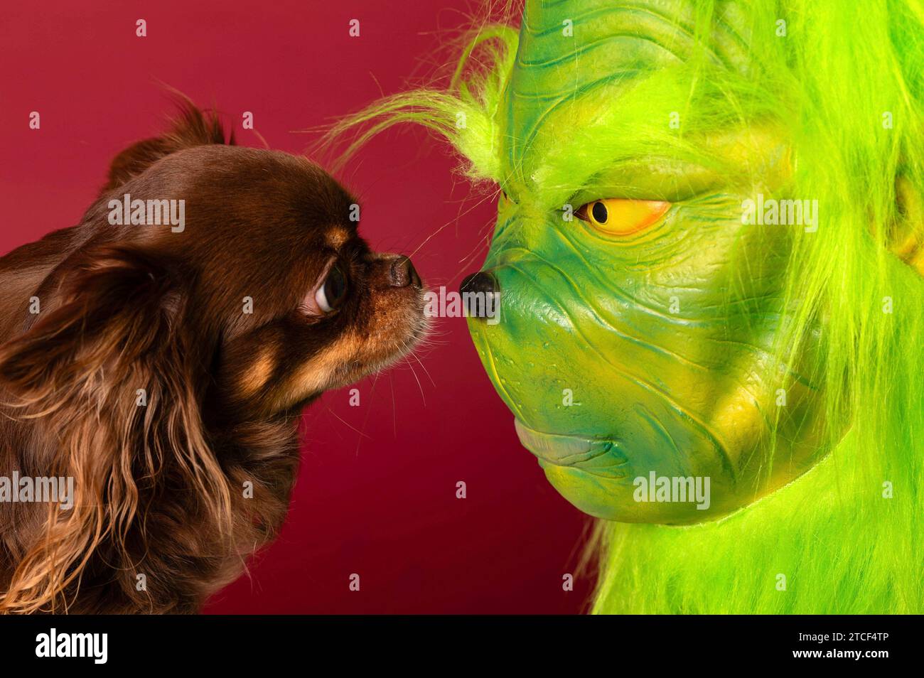 Ein Chihuahua und der Grinch - Hunde eignen sich nicht als Geschenke ...