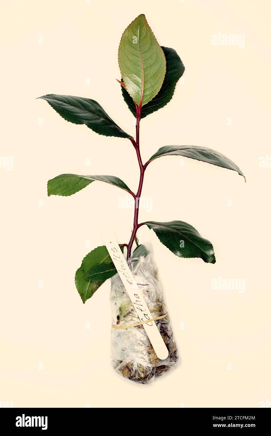 Khat catha edulis immagini e fotografie stock ad alta risoluzione - Alamy