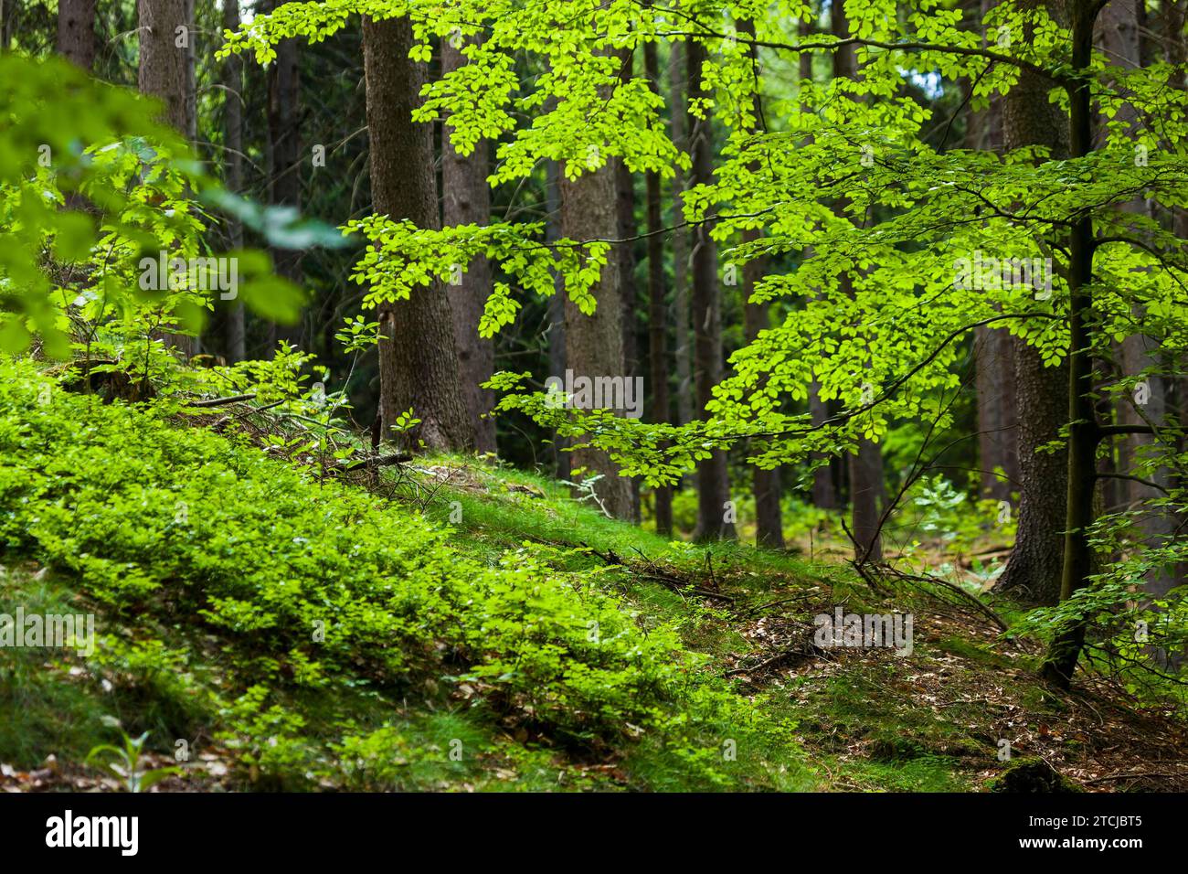 Foresta tharandt tharandter immagini e fotografie stock ad alta ...