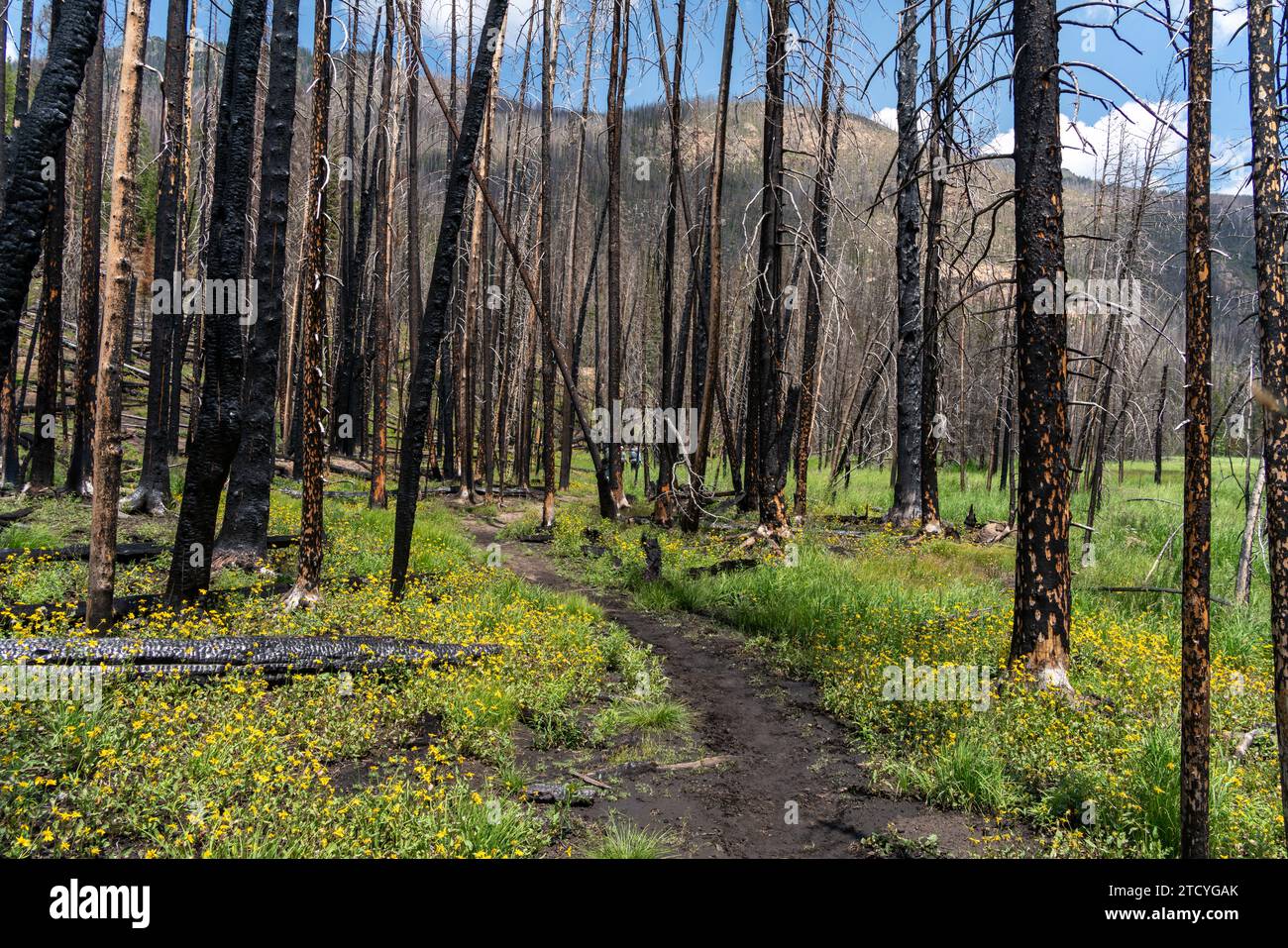 Flora risorgente immagini e fotografie stock ad alta risoluzione - Alamy