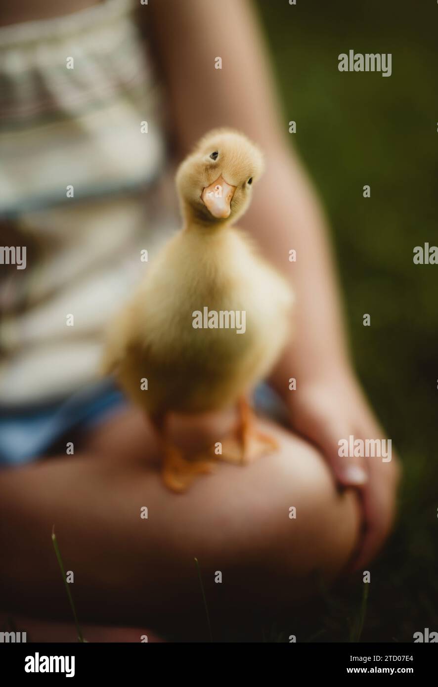 Papera gialla immagini e fotografie stock ad alta risoluzione - Alamy