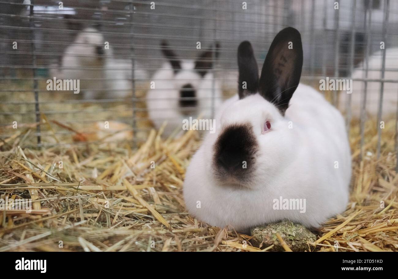 16 dicembre 2023, Sassonia, Lipsia: Conigli della razza "russe" nelle ...