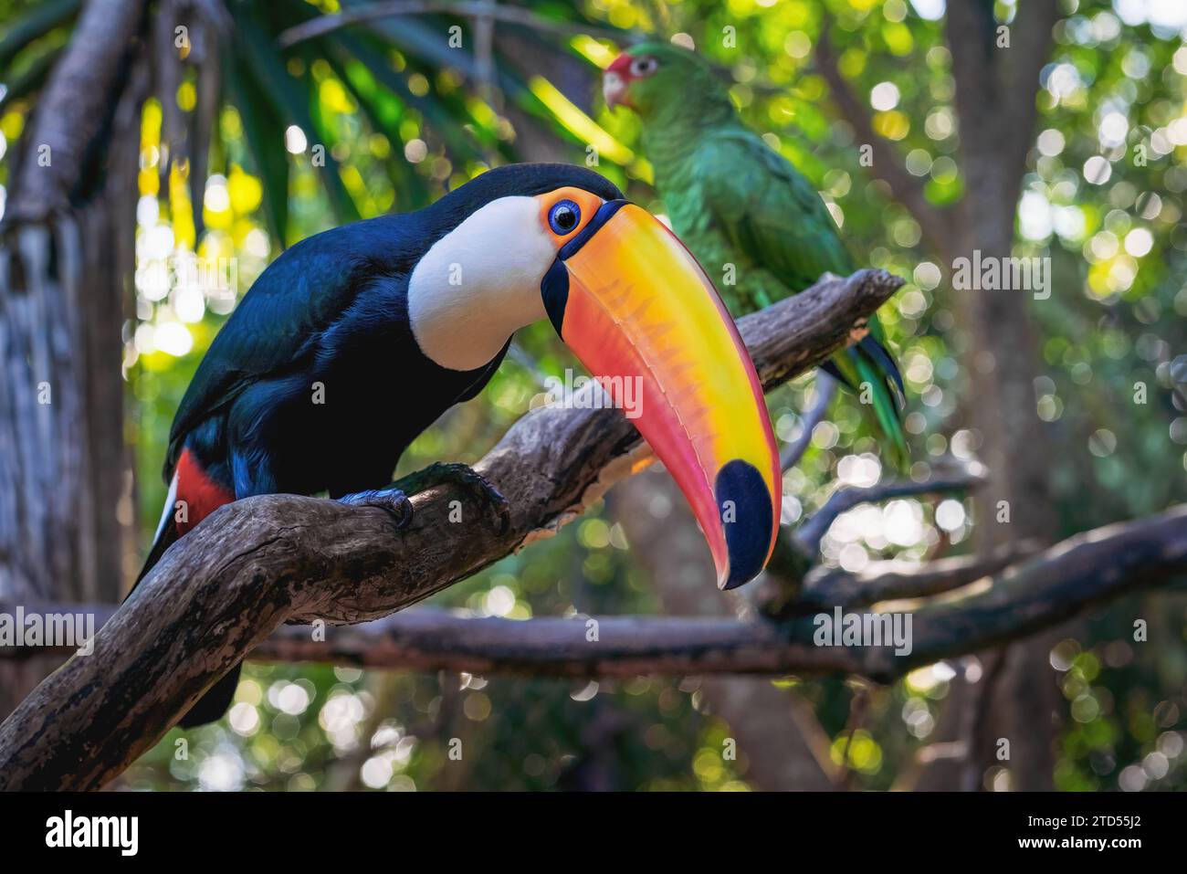 Ramphastos toco immagini e fotografie stock ad alta risoluzione - Alamy