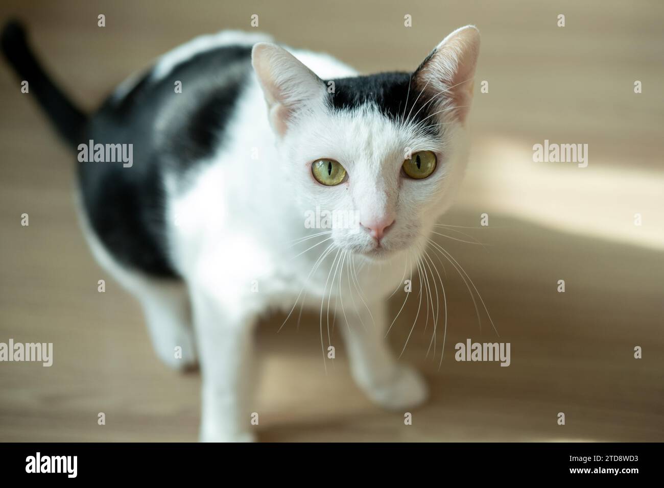 Gatto bianco con macchie nere immagini e fotografie stock ad alta ...