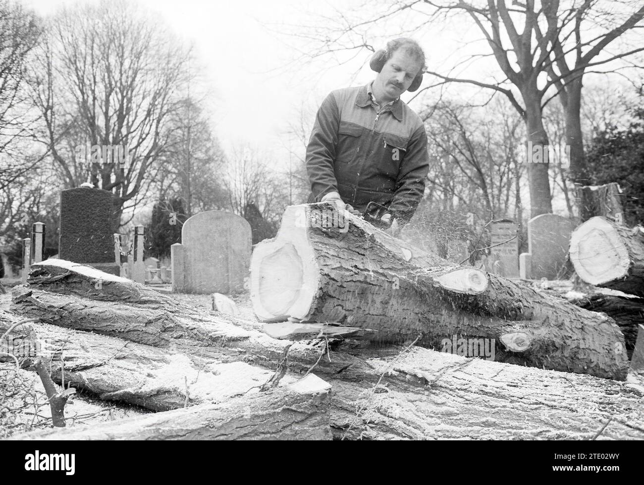 Bonifica degli alberi, cimitero di Kleverlaan, Haarlem, Kleverlaan ...