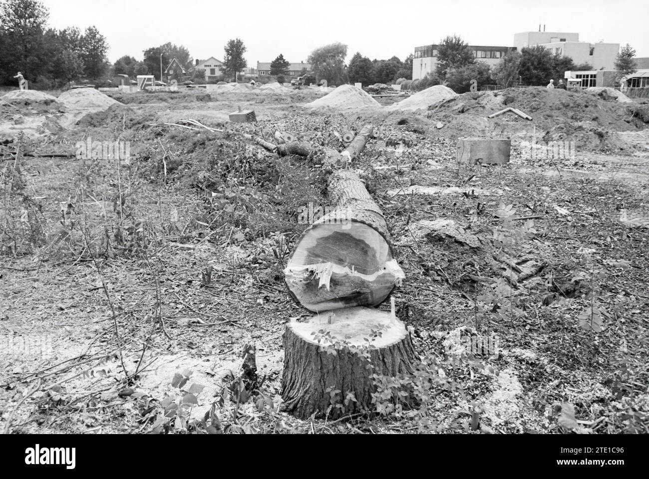 Demolizione di alberi da Berghlaan Hoofddorp, Hoofddorp, Paesi Bassi ...