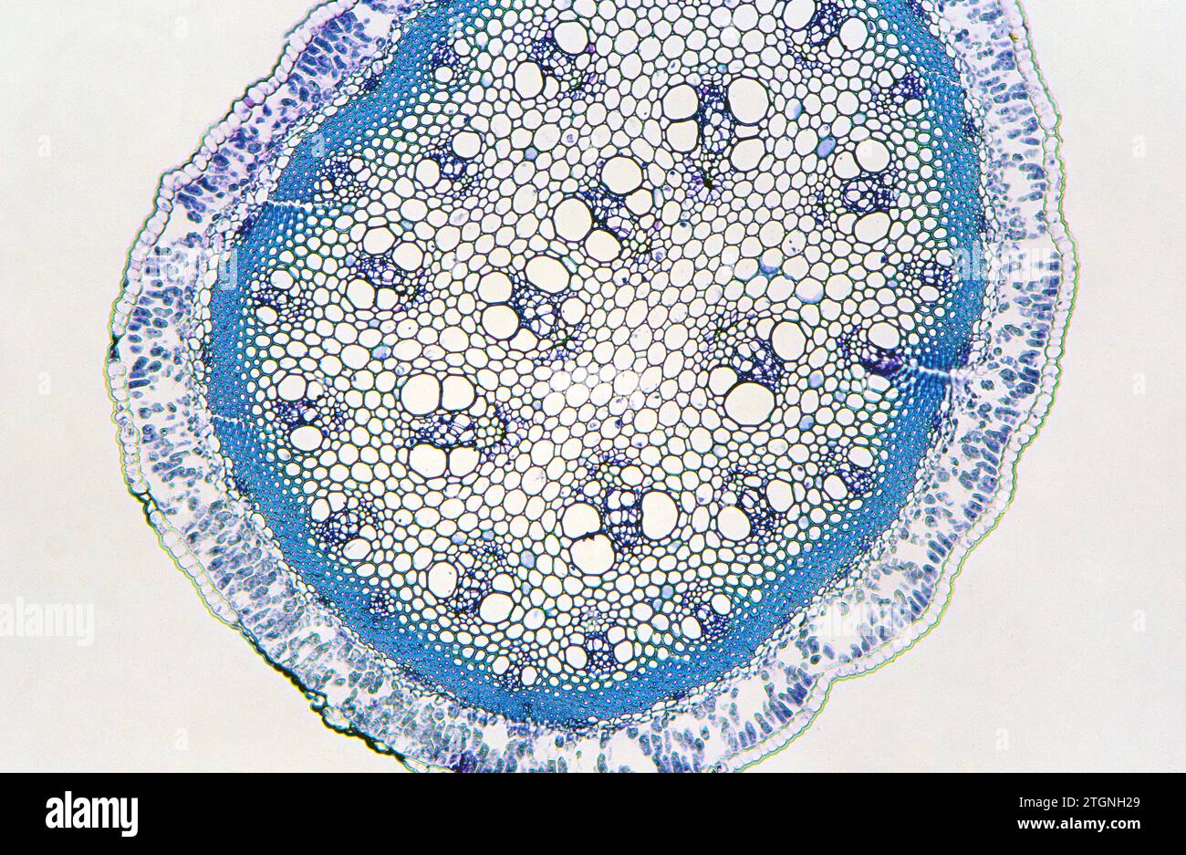 Sezione trasversale dello stelo dell'asparago che mostra cuticola ...
