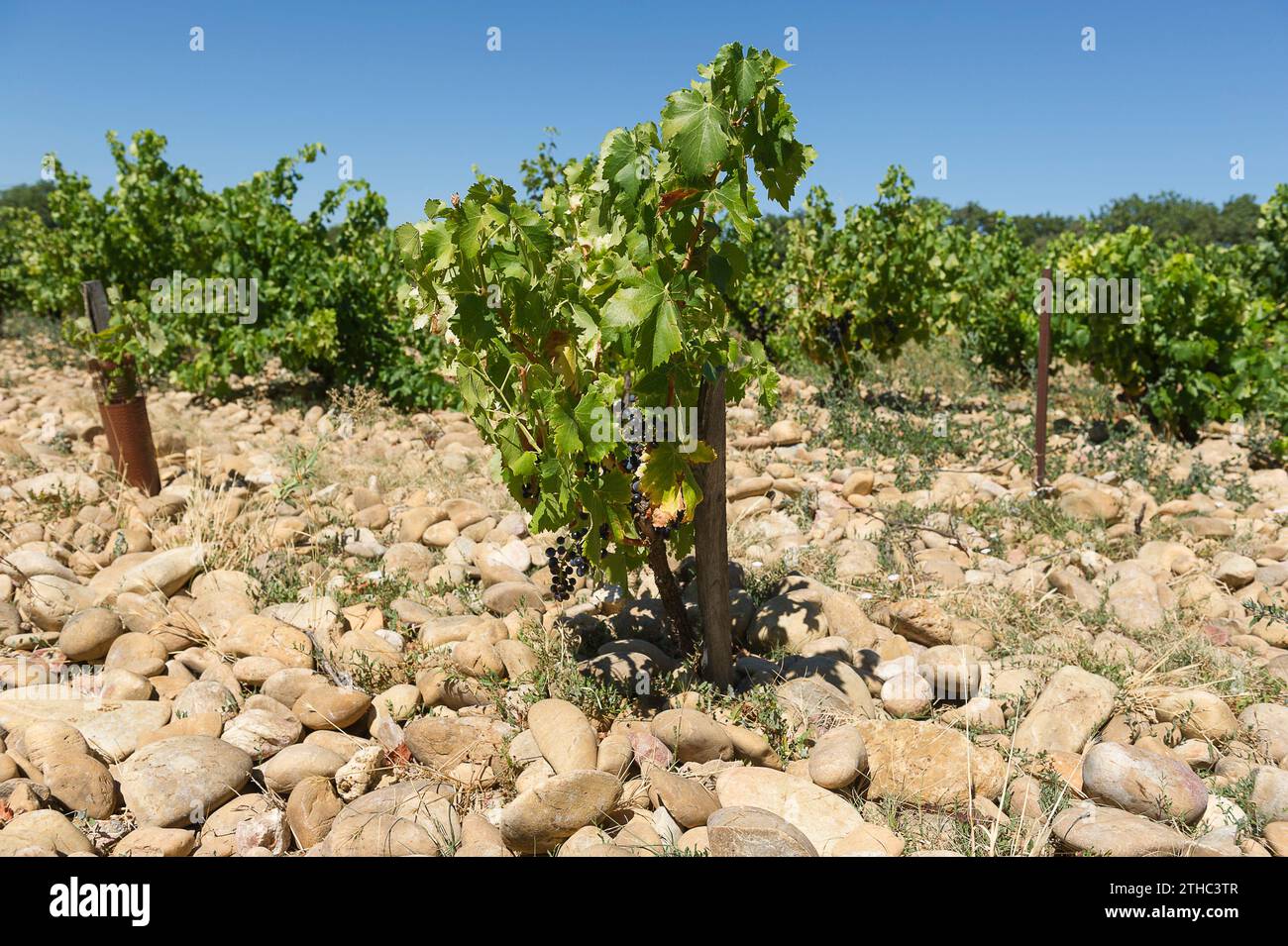 Nel mezzo dei famosi vigneti, la città di Chateauneuf-du-Pape. | Au ...