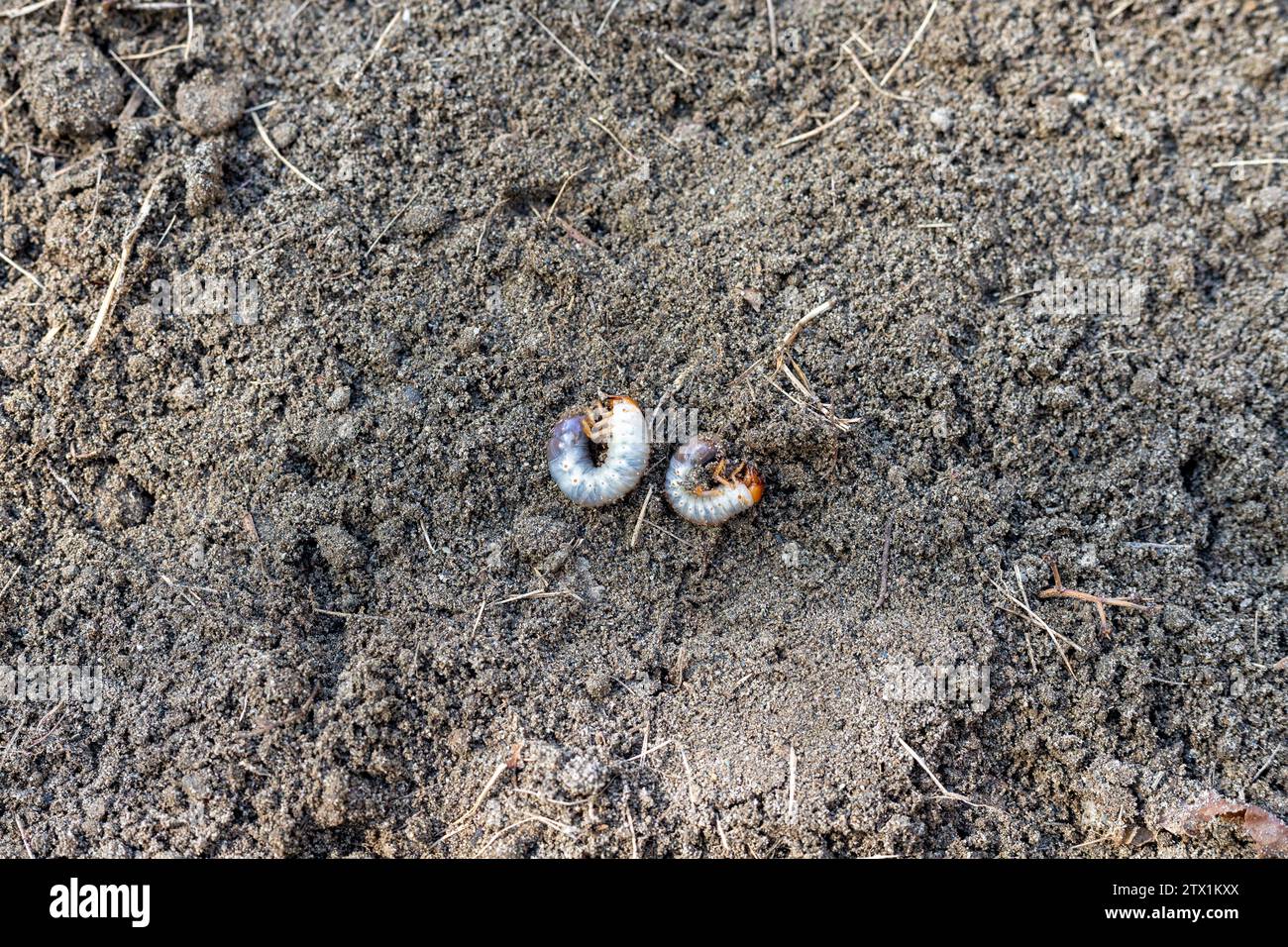 La terra bianca immagini e fotografie stock ad alta risoluzione - Alamy