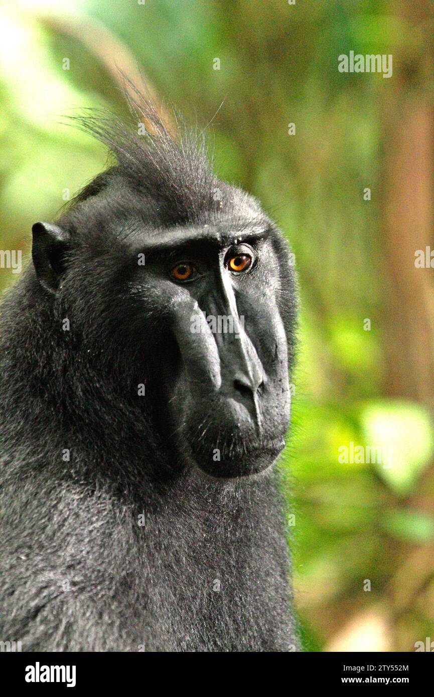 Ritratto di un macaco crestato nero Celebes (Macaca nigra) nella ...