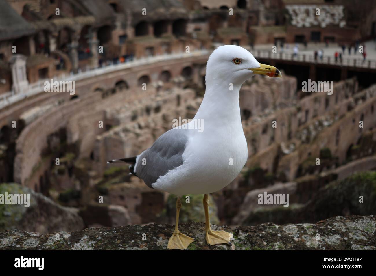 Splendida architettura dell'imperatore romano a Roma. Il Colosseo è un ...