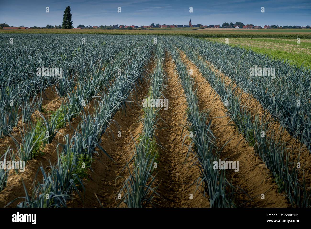 Mangiare il letame immagini e fotografie stock ad alta risoluzione - Alamy