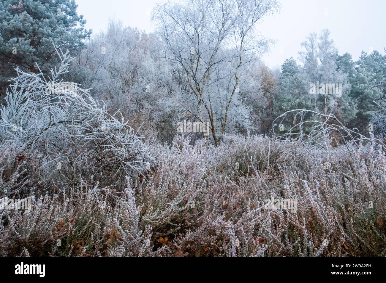 Questa immagine cattura una serena scena invernale, dove la vegetazione ...