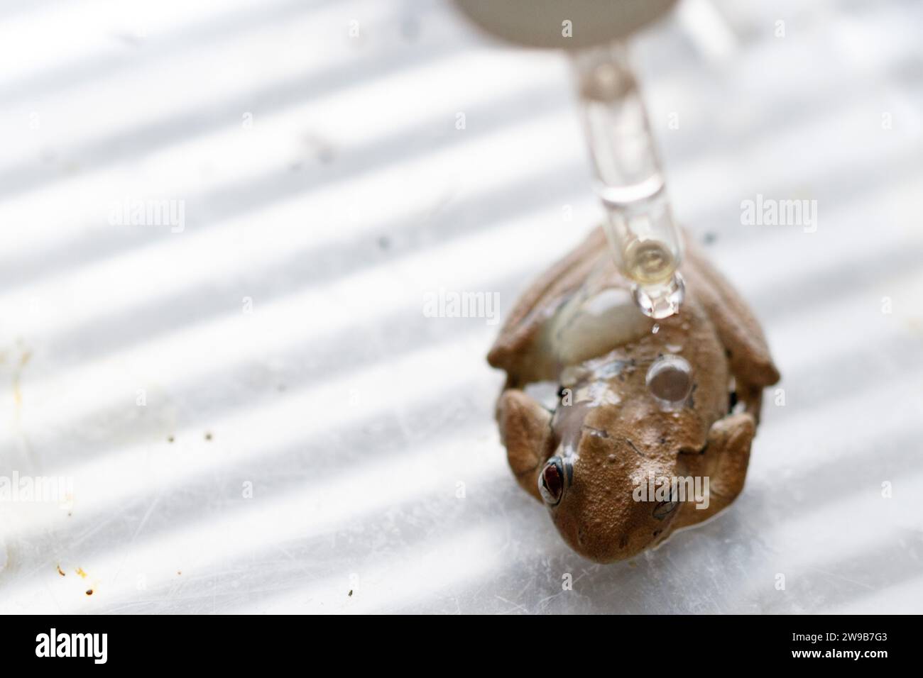 Deborah Pergolotti di Frogsafe Inc. Tratta a Roth's Tree Frog (Litoria ...