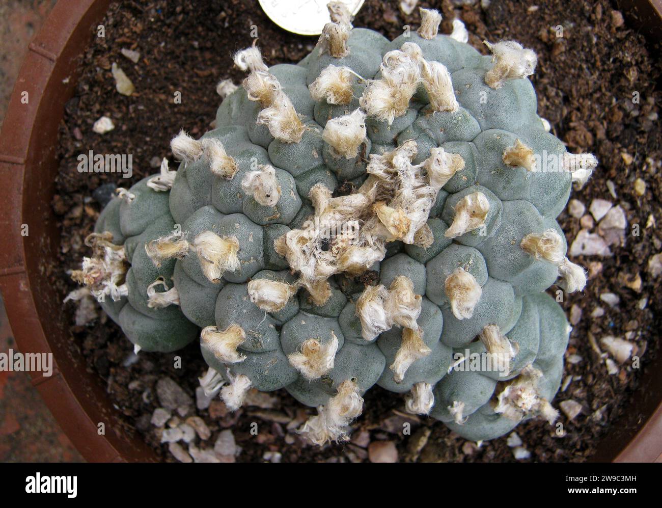 Lophophora williamsii cactus immagini e fotografie stock ad alta ...