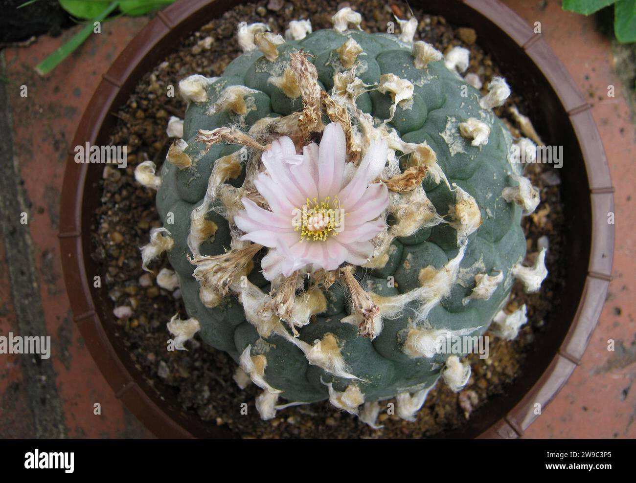 Lophophora williamsii cactus immagini e fotografie stock ad alta ...