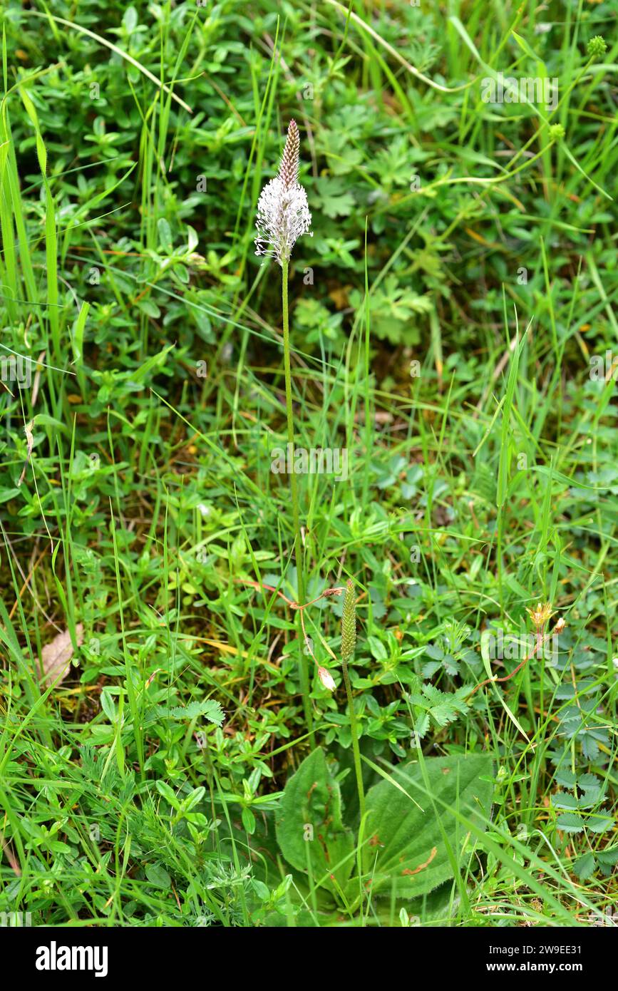 La piantaggine di Hoary (Plantago media) è un'erba perenne commestibile ...