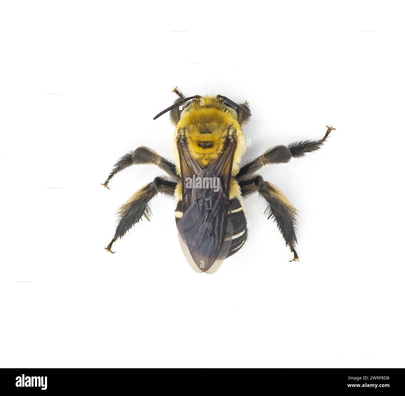 Mosca dalle lunghe corna immagini e fotografie stock ad alta ...