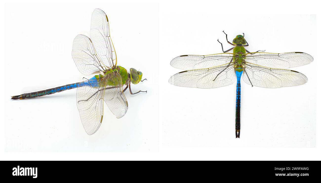 Il darner verde comune maschile - Anax junius - è una specie di ...