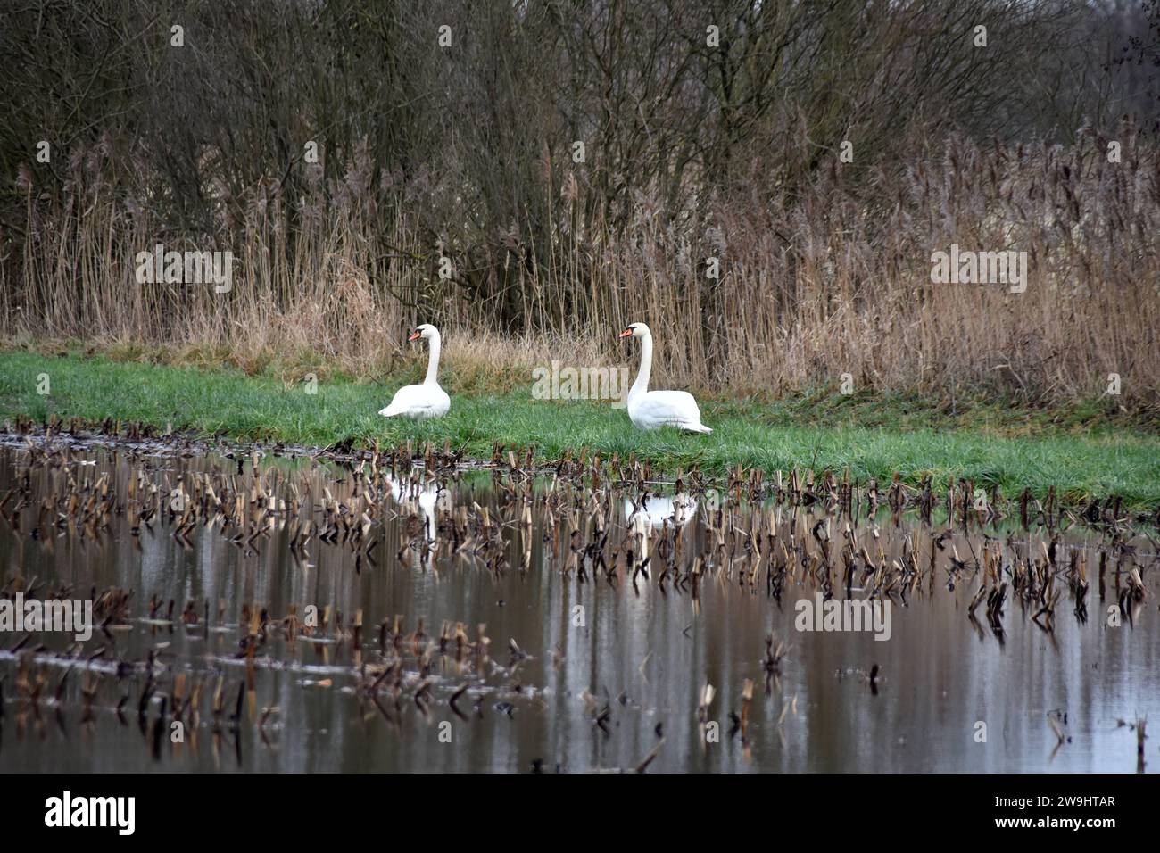 Hochwasser hochwasser hochwasser hochwasser immagini e fotografie stock ...