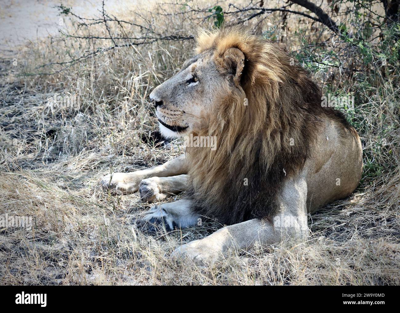 The lion kings immagini e fotografie stock ad alta risoluzione - Alamy